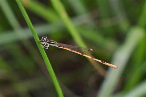 Winged Bug Flying Insect Free Photos On