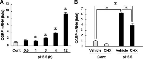 Time Dependent Induction Of Cgrp By Trpv1 Activation A Rat Drgs Were