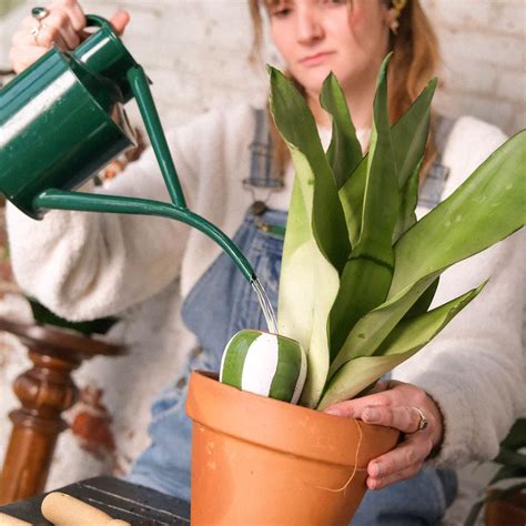 Designer And Practical Moisturizing Ollas Pepin