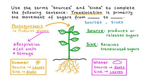 Translocation In Plants