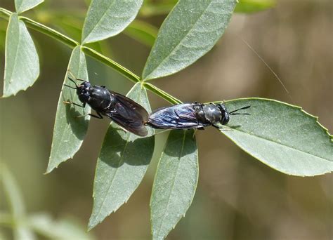 Blackfly Population Could Be Buzzing Around All Summer U Of G News