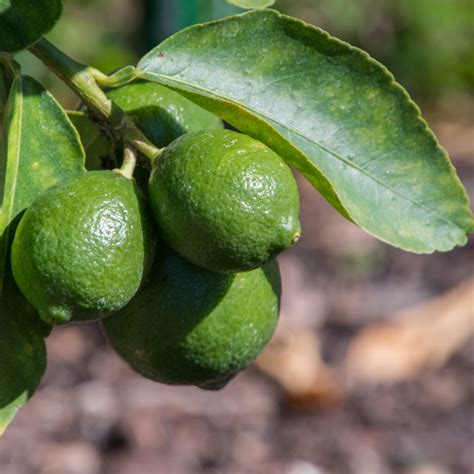 Dwarf Persian Bearss Lime Tree Yarden