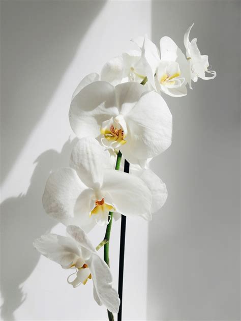 Was macht man wenn Orchideen verblüht sind