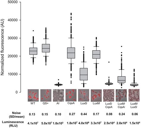 Single Cell Microscopy Imaging And Mcherry Fluorescence Distributions