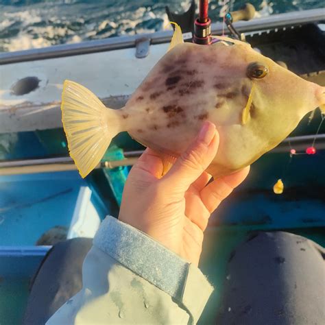 カワハギ釣りに岬丸さんへ行ってきました この日は風と波とで嫌なウネリでしたが何とか肝パンGET 釣行後はお風呂やクエ丼まで楽しめ