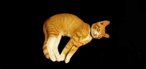 The Cat With A Floating Head R Confusing Perspective