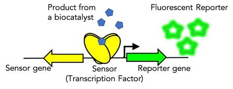 Basic Biosensor Construct Scheme Consisting Of A Sensor Gene For The Download Scientific