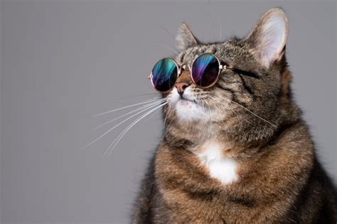 Cool Cat Names The Most Awesome And Coolest Names For Cats