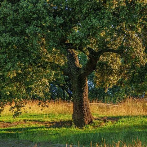 Plantas De Encina Quercus Ilex Online