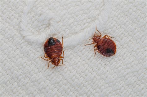 Fleas Vs Bed Bugs