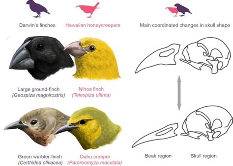 Variation In Species Birds