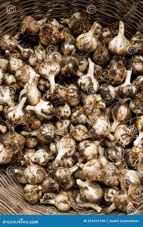 Cosecha De Ajo Verduras Frescas En El Suelo Foto De Archivo Imagen De
