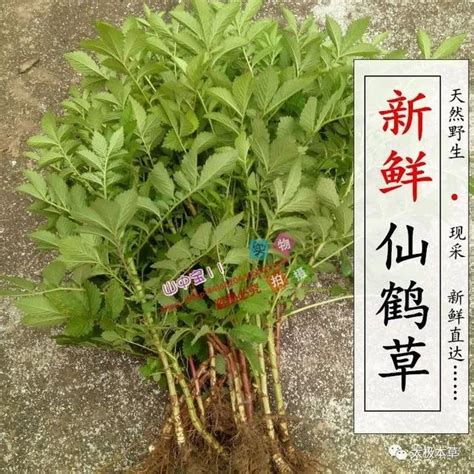 一把仙鹤草，3种用法，能治疗鼻血、蛇咬伤、慢性胃炎等14种病症