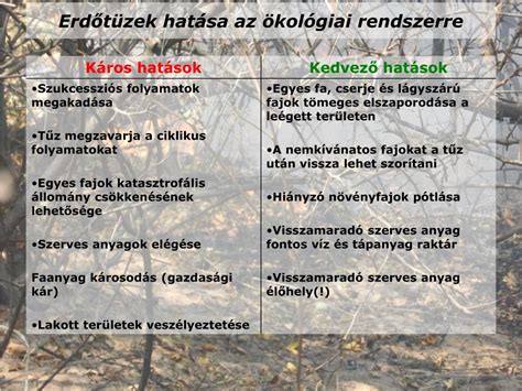 PPT Az erdők megelőző tűzvédelme és erdőtűzoltás az Európai Unióban aktualitások tervek