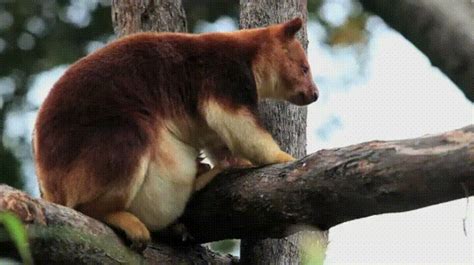 Tree Kangaroo Album On Imgur