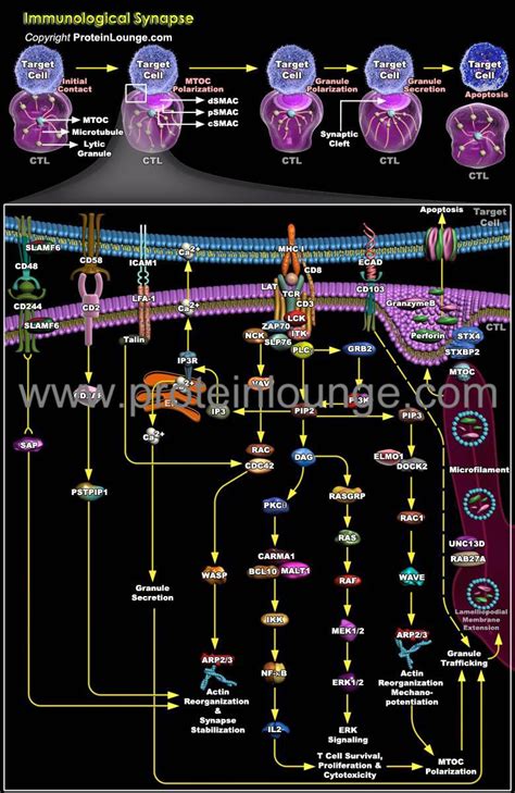 Biological Databases And Tools Immunological Synapse Protein Lounge