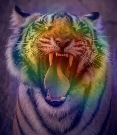 Hands On Tutorial For Applying Grad Cams For Explaining Image Classifiers Using Keras And