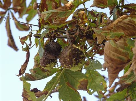 セイヨウトチノキ 山科植物資料館