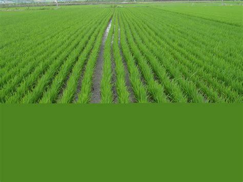 벼농사 중간물떼기로 고품질 쌀 생산벼 이삭 패기 40 ~ 30일 전 논바닥 실금가게 말려야