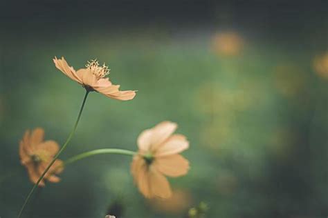 Cosmos Stock Photos, Images and Backgrounds for Free Download