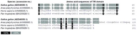Tir Amino Acid Sequences Amino Acid Sequences Of Intracellular Domain Download Scientific