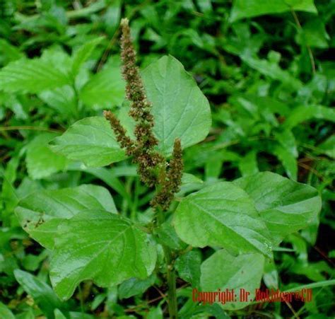 Amaranthus Viridis Alchetron The Free Social Encyclopedia