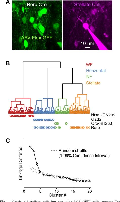 Figure 1 From Distinct Cell Types In The Superficial Superior Colliculus Project To The Dorsal