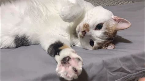 귀여운 냥냥펀치🐈🐱😽 Youtube