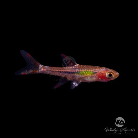 Rasbora Whitlyn Aquatics