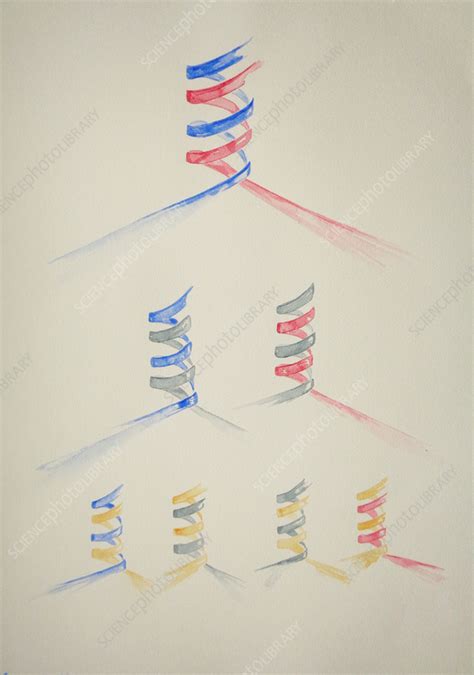Dna Replication Illustration Stock Image C0572917 Science Photo