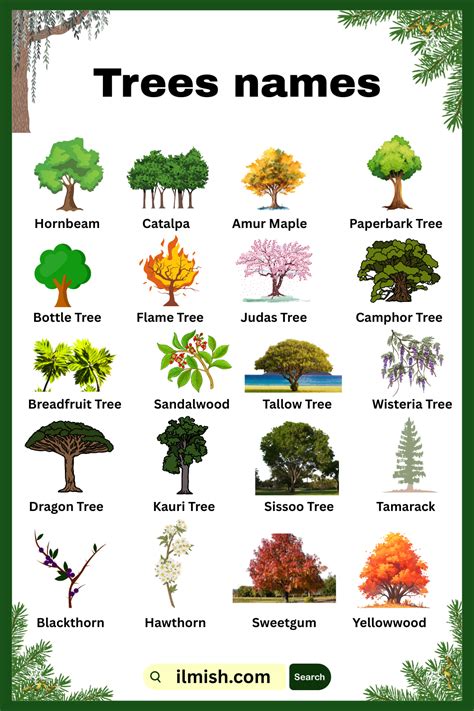 Trees Names In English And Their Pictures Ilmish
