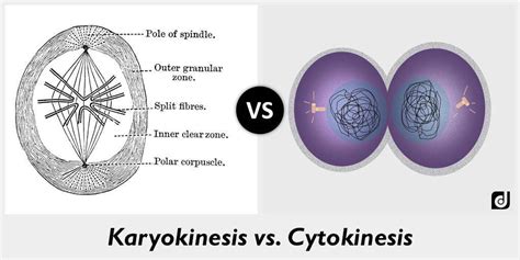 What Is The Difference Between Karyokinesis And Cytokinesis Letsdiskuss