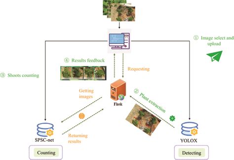 countshoots automatic detection and counting of slash pine new shoots