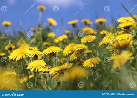 Field Of Dandelion Taraxacum Officinale Yellow Flowers Green Grass
