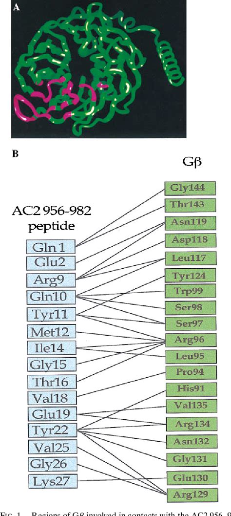 Figure 1 From A Surface On The G Protein Beta Subunit Involved In