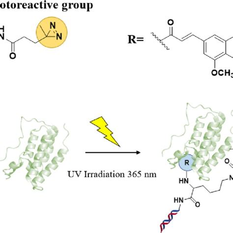 A Schematic Representation Of Dna Labeling Ligands With Photoreactive