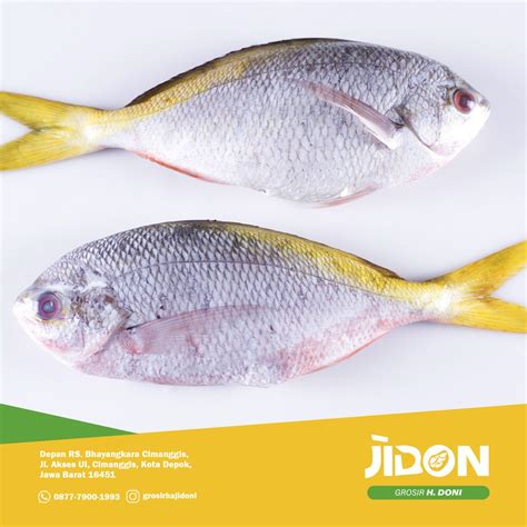 Jual Jual Ikan Lautikan Segarikan Ekor Kuning 500gr 1kg Indonesia