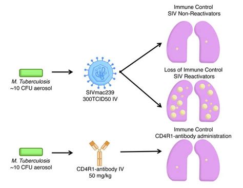 Primary Tuberculosis Infection Primary Tuberculosis Infection