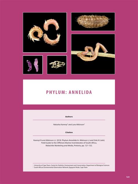 4 Field Guide To Sa Offshore Marine Invertebrates Phylum Annelida