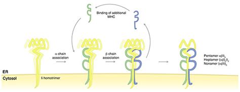 MHC Class II Antigen Presentation On Behance
