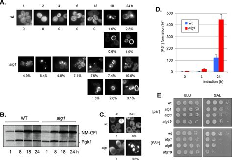 Induction Of Psi Prion Formation In Autophagy Mutants A