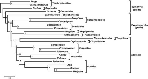 Bayesian Analysis Of The Reduced Taxon Data Set With Rogue Taxon