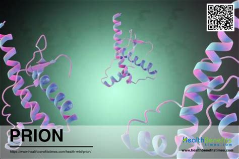 What Is A Prion Health Benefits
