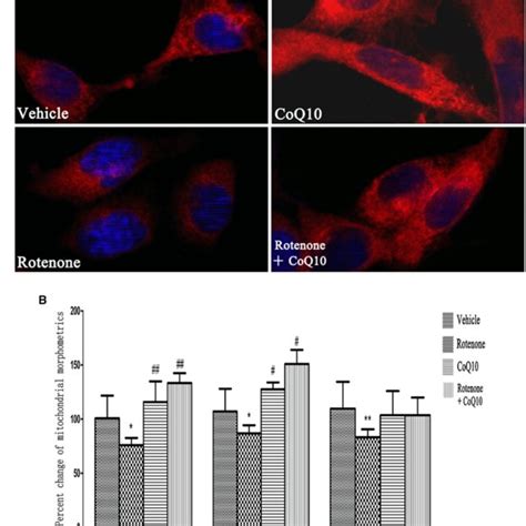 A Mitochondrial Labeling By Mitotracker®red Cm Xros Mitochondria In