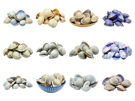Ai Generated Asari Clams Collection Isolated On White Background