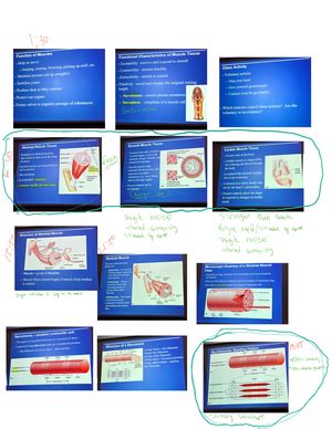 Macroevolution Worksheet BSC Biological Diversity Chapter