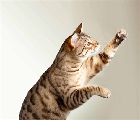 What Is Cat Scratch Fever