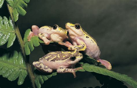 Toad Life Cycle