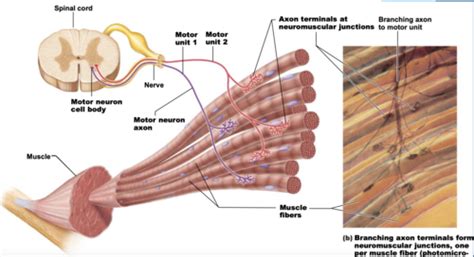 Muscle Tissue Flashcards Quizlet