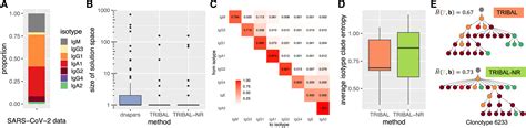 Isotype Aware Inference Of B Cell Clonal Lineage Trees From Single Cell